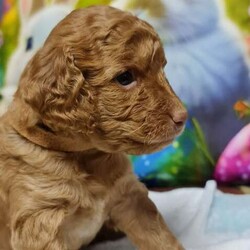 Female Cockapoo is available for adoption