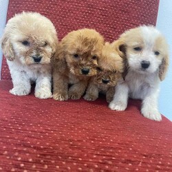 Female Cavapoo is available for adoption