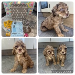 Female Cockapoo is available for adoption
