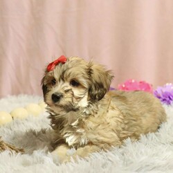 Male Havapoo Puppy is available for sale- Dog the Love