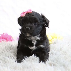 Female Havapoo Puppy is available for sale- Dog the Love