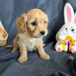 Female Cavapoo is available for adoption