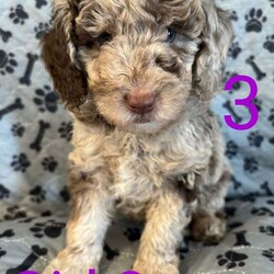 Female Labradoodle is available for adoption