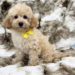 Male Cavapoo is available for adoption