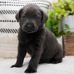 Female Labrador Retriever is available for adoption