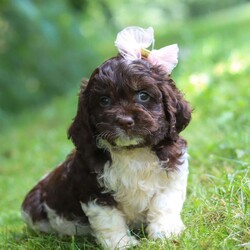Female Cockapoo Puppy is available for sale- Dog the Love