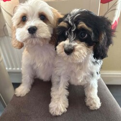 Female Cavapoo is available for adoption
